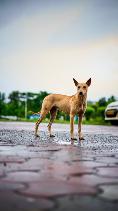 Stray Dogs: ଓଡ଼ିଶାରେ ବୁଲା କୁକୁରମାନଙ୍କ ସଂଖ୍ୟା କେତେ?