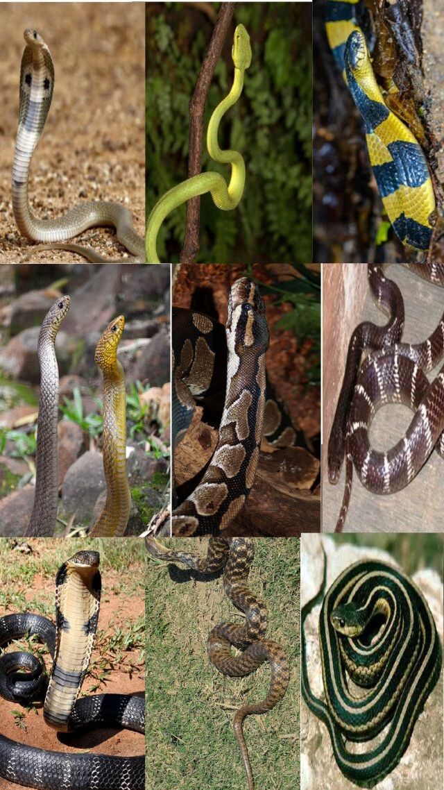 Snake in Odisha: ଓଡ଼ିଶାରେ ଅଧିକ ମାତ୍ରାରେ ଦେଖାଯାଇଥାଏ ଏହି ସାପ