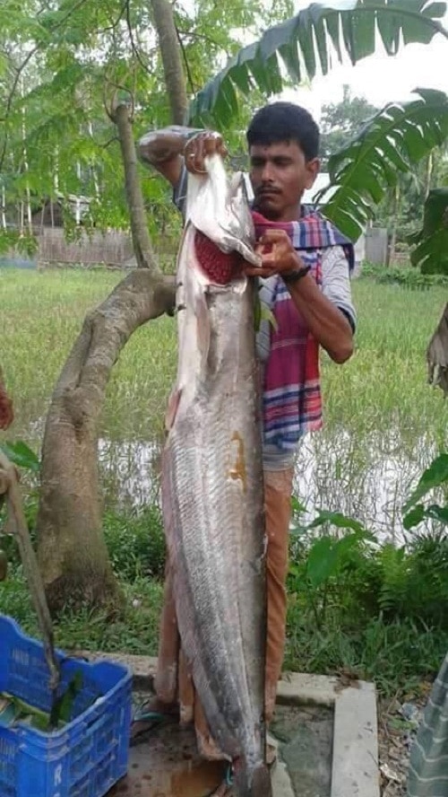 Odisha Fish: ଆସନ୍ତୁ ଜାଣିବା ଓଡ଼ିଶାରେ ମିଳୁଥିବା ମାଛ ବିଷୟରେ