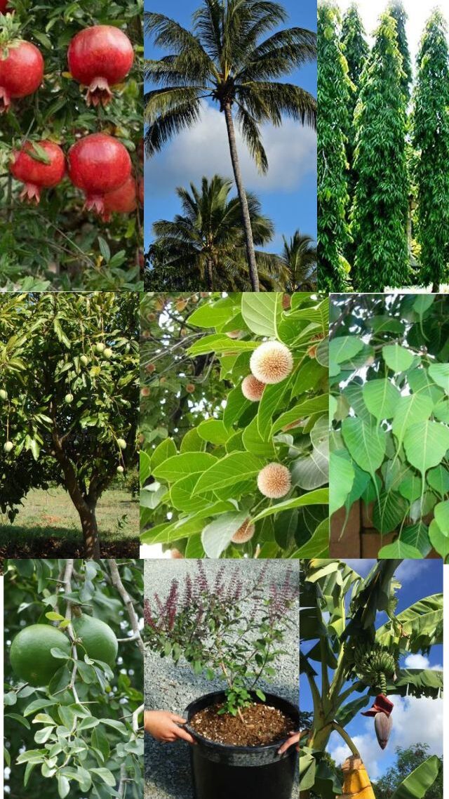 Tree: ଏହି ଗଛ ଗୁଡିକୁ ପୂଜା କରନ୍ତି ହନ୍ଦୁ ଧର୍ମର ଲୋକେ
