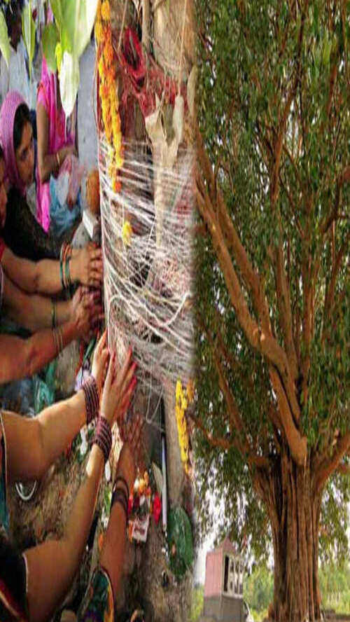 Sacred Tree in Hinduism: ହିନ୍ଦୁ ଧର୍ମରେ ଏହି ୧୦ ଗଛକୁ ବିବେଚନା କରାଯାଏ ପବିତ୍ର
