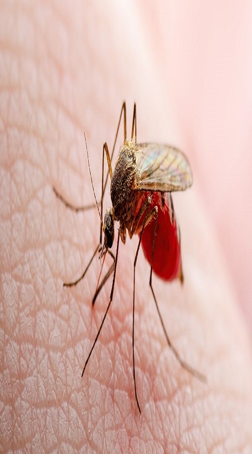 mosquito coils good or bad for health