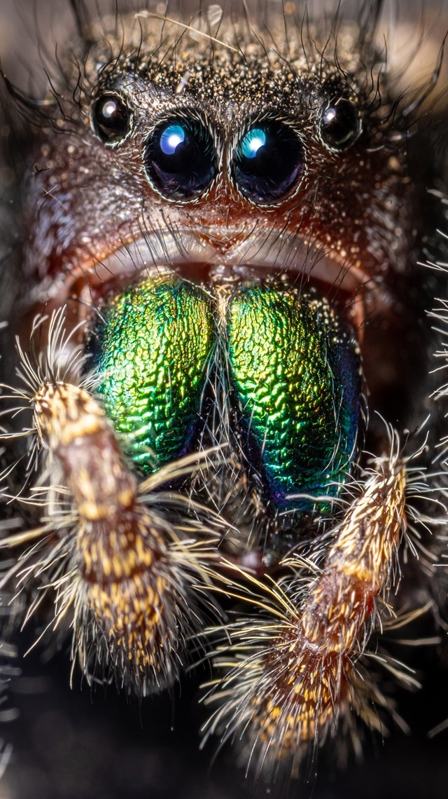 Animals with more than two eyes: ଆପଣ ଜାଣନ୍ତି କି? ଏହି ୯ ପ୍ରାଣୀ ମାନଙ୍କର ...